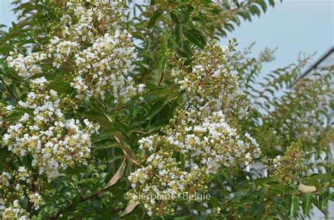 Lagerstroemia ‘natchez Esveld Shop