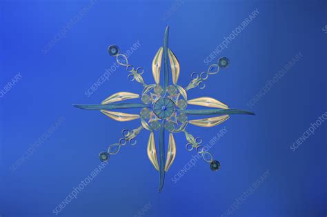Diatoms Light Micrograph Stock Image C056 8386 Science Photo Library