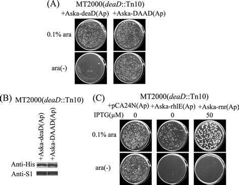 Effect Of Rna Helicase Activity Of Dead On Cfa In Rne Bacteria A
