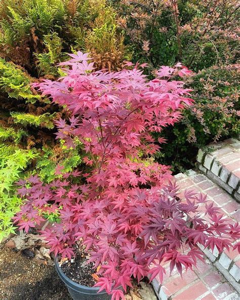 Japanese Maple Acer Palmatum Fireglow Fireglow Japanese Maple Has An
