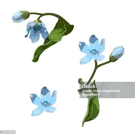 손으로 그린 옥시 페탈룸 꽃이있는 그림 식물 자연 수집 흰색에 고립 된 이국적인 푸른 꽃 요소 0명에 대한 스톡 벡터 아트 및 기타 이미지 Istock