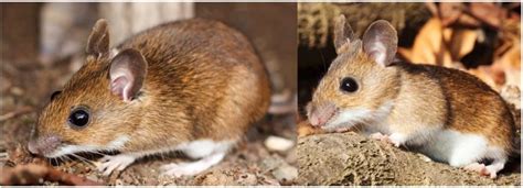 6 Types Of Mice And Rats Found In Massachusetts Bird Watching Hq