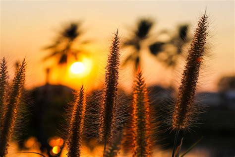 Pampas Grass Trimming And Care