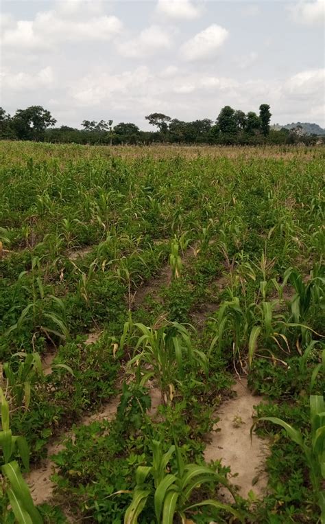 45 Hectares Farmland The Mls Properties