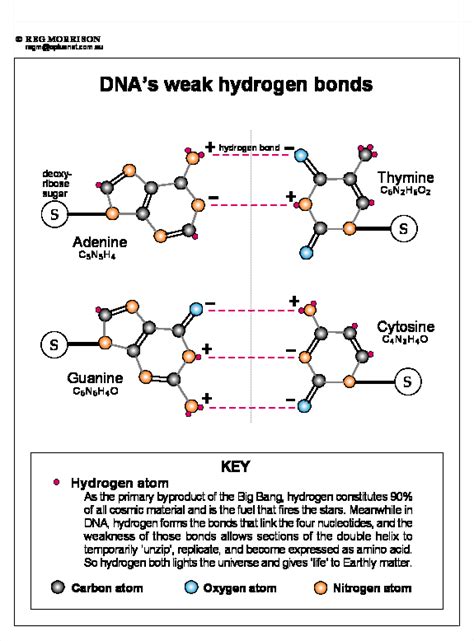 Dna Hbonds Reg Morrison