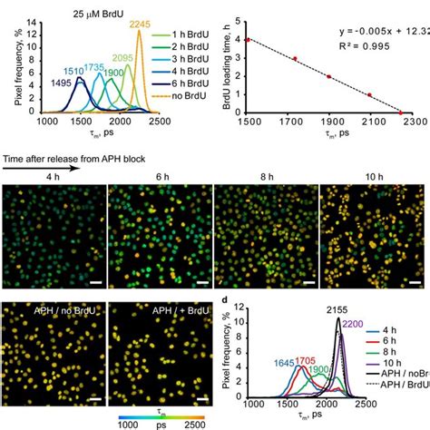 Pdf Use Of Fluorescence Lifetime Imaging Microscopy Flim As A Timer