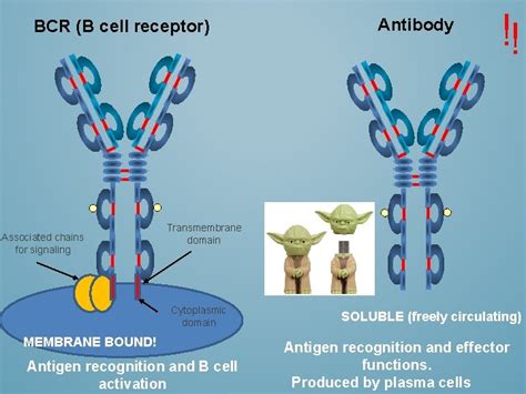 Immunoglobulins Structure And Function Immunoglobulins Definition