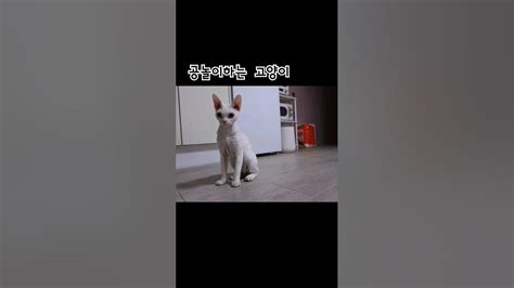 고양이 공놀이 자취브이로그 고양이브이로그 Youtube
