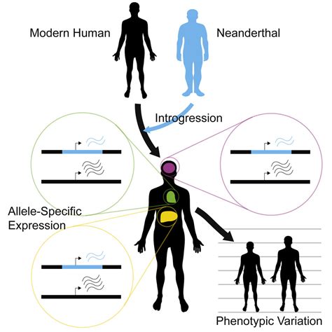 Impacts Of Neanderthal Introgressed Sequences On The Landscape Of Human
