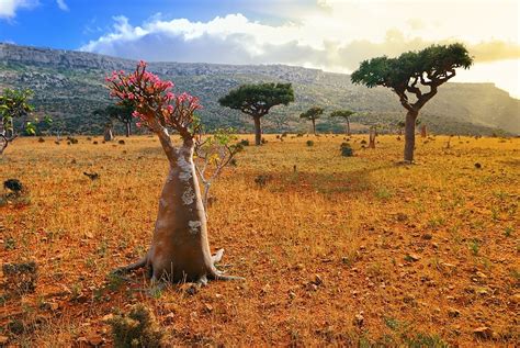 The Socotra Dragon Tree Is An Iconic Tree With Long History It Is Known