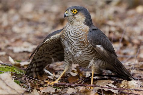 Sperwer - Accipiter nisus - Waarnemingen.be