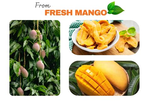 Sugar Free Soft Dried Mango Slices Cube Diced 100 Fresh Organic For