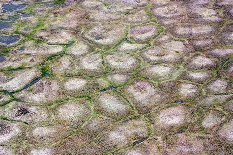 The 5 Layers Of Permafrost Wildlife Informer