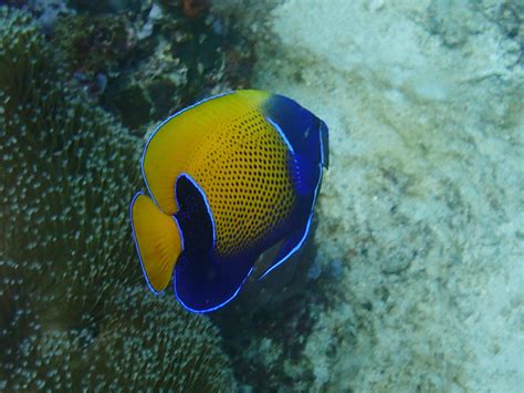 Pomacanthus Navarchus