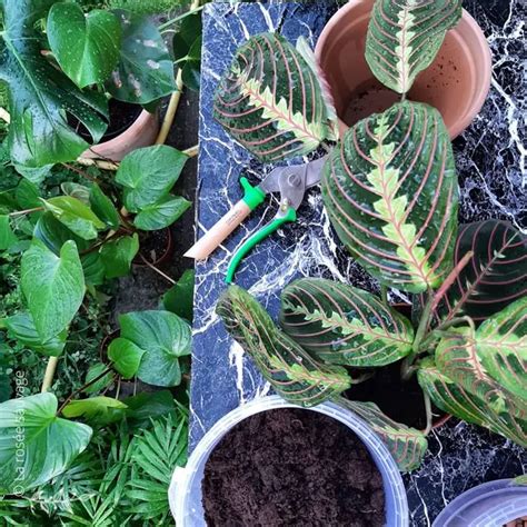 Sainte Fleur Laprès Midi Du Végétal Beaucouzé Destination Angers