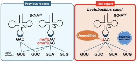 Lactobacillus Casei Trnaval With Unmodified U At The Wobble Position