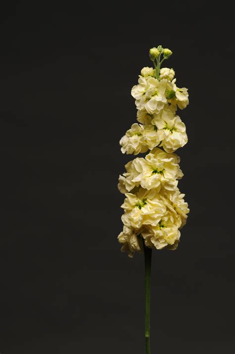 Semená Kvetov Malé Balenia Matthiola Katz Yellow 1000 Semien