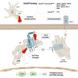 Main Non Canonical Signaling Pathways Activated By JAK2V617F In