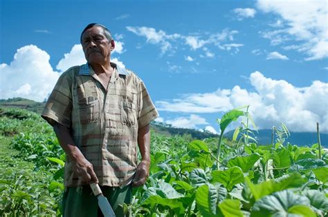 El Machete En La Lucha Contra Plagas Y Enfermedades Agrícolas Un