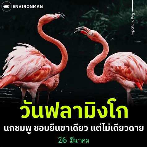 Environman Importantday 26 เมษายน วันฟลามิงโกสากล Facebook