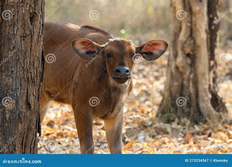 The Gaur Bos Gaurus Also Known As The Indian Bison Stock Image