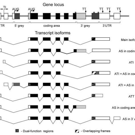 Anatomy Of Mammalian Transcripts Functional Domains Constitutive And Download Scientific