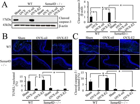 Essential Role Of Sema4d In Estrogen Mediated Vaginal Apoptosis A