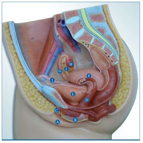 A P Lab Quiz Flashcards Quizlet