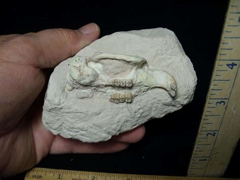 Upper Fossil Beaver Skull 072823bc The Stones And Bones Collection