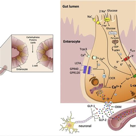Pdf Glucagon Like Peptide 1 Glp 1