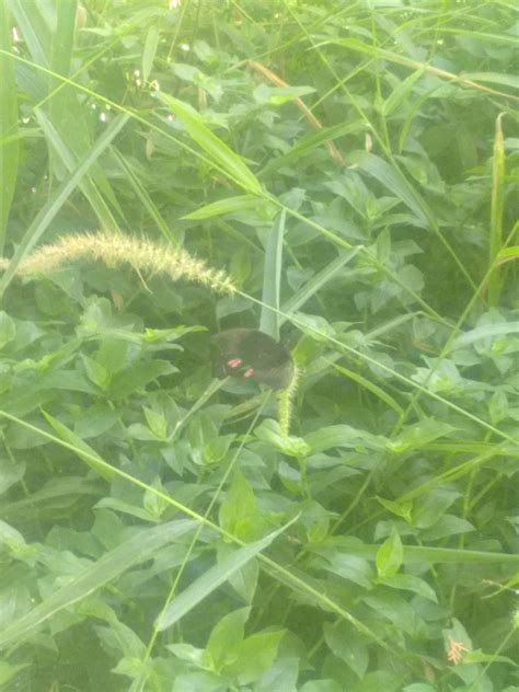 Ruby Spotted Swallowtail From Bell Ville Córdoba Argentina On