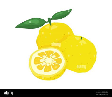 Yuzu Japanese Citron Fruit Vector Illustration Isolated On White