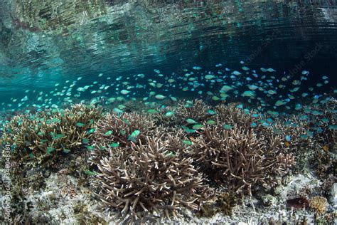 Colorful Blue Green Damselfish Hover Above Fragile Corals In The