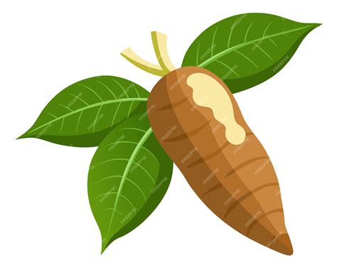 A Cassava Ultra Realistic Vector Illustration Clipart Vegetable