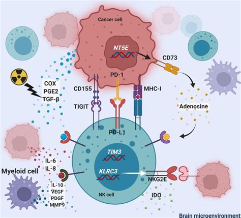 Franco Cavezzali On Linkedin Advances In Nk Cell Therapy For Brain