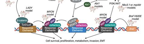 Summary Of Pca Knockout Models Associated With Myc And Wnt Signaling Download Scientific