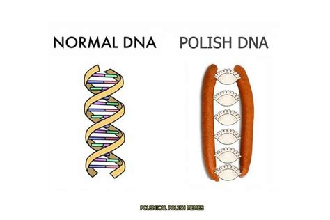 Polacy w obliczu żartu Oto zagraniczne memy o nas Tak postrzegają