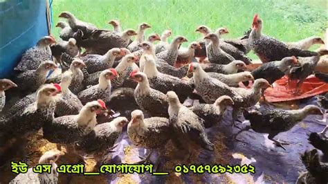 মিশরীয় ফাওমি মুরগি কোথায় পাবেন ও দাম জানান Youtube