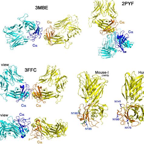Molecular Contacts Among Complexes In Human And Murine αβ Tcrpmhc