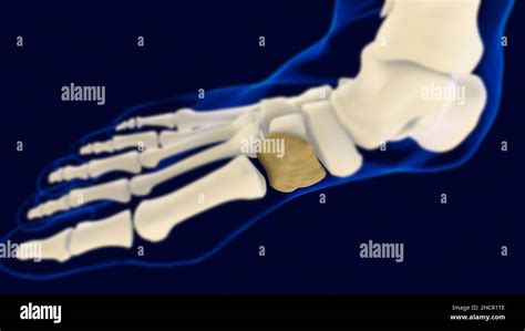 Medial Cuneiform Foot Bone Anatomy For Medical Concept 3d Illustration