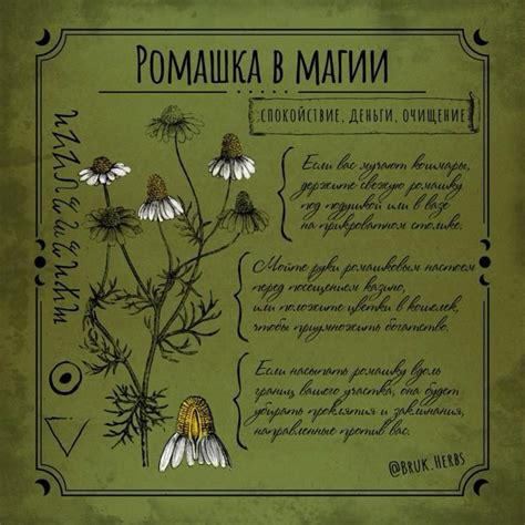 Ромашка в магии Bruk Herbs Страницы старых книг Магия Зеленая ведьма