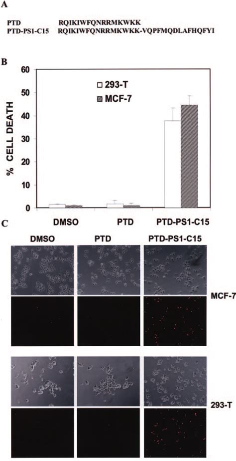 Effect Of Ps1 Peptide Fused To Protein Transduction Domain Of