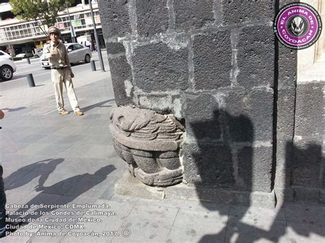 El Blog del Anima de Coyoacan Ventana Arqueológica Cabeza de Serpiente Emplumada Museo
