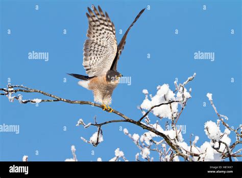 Eurasian Sparrowhawk Accipiter Nisus Male Taking Flight In Winter
