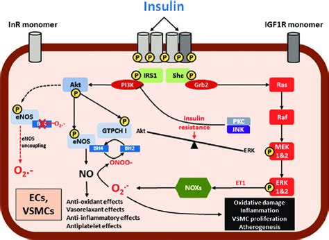 The Notion Of Vascular Ir Vascular Insulin Signaling Requires Download Scientific Diagram