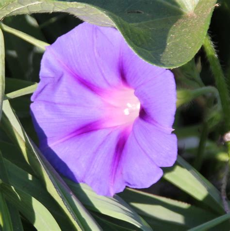Details 200 Imagen Flor Morada Campana Abzlocal Mx