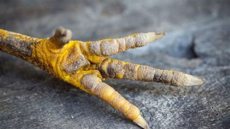 Scissor Beak Or Cross Beak In Chickens Causes And Solutions To Correct It Grow Chicken