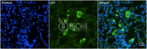 Tp53 P53 Antibody Bicell Scientific®