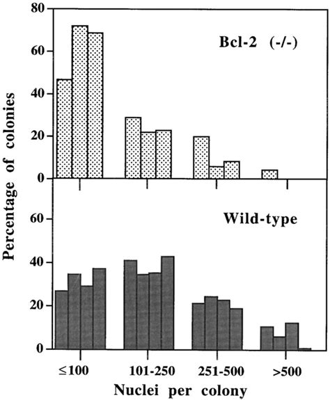 When Cloned Bcl 2null Cells Produce Smaller Muscle Colonies Than