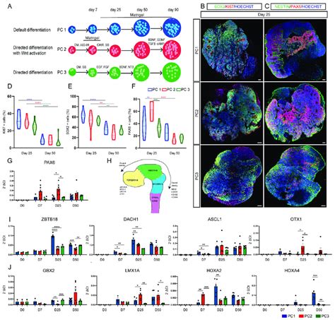 Default And Directed Differentiation Protocols Generate Organoids That
